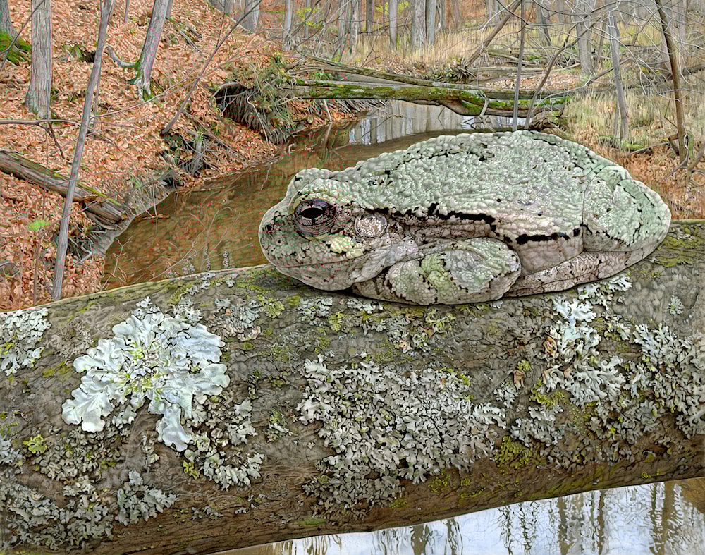 ARC / 12th Annual ARC Salon: Animals results