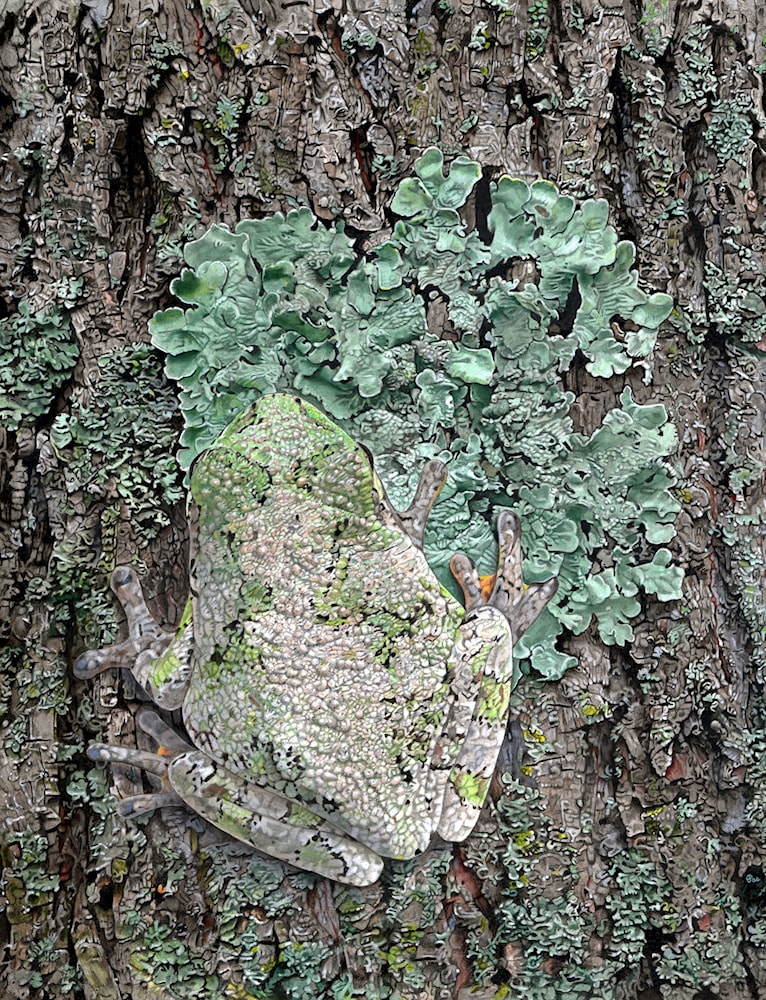 lichen tree frog