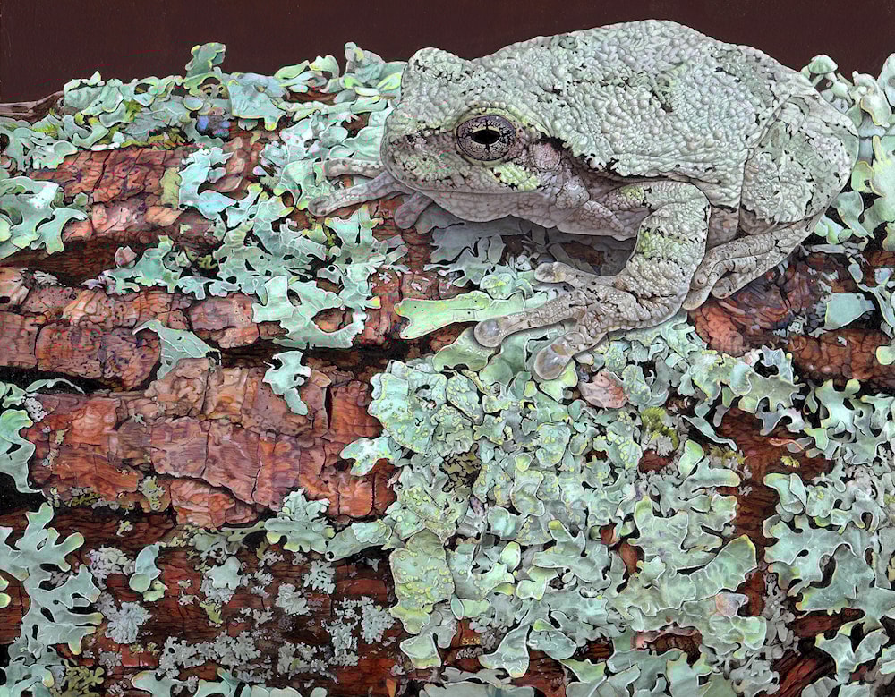lichen tree frog