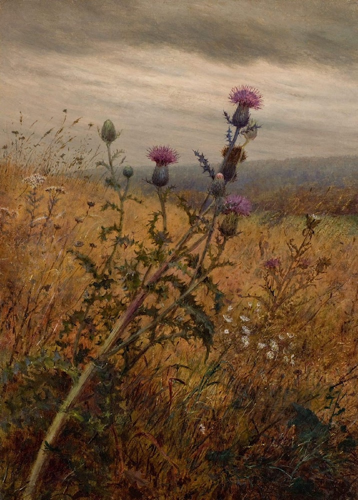 Thistle in a Field by Fidelia Bridges - 2 images - Art Renewal Center